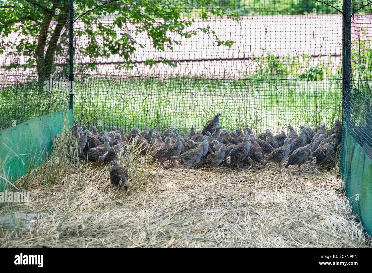 Breeding of young gray partridges Stock Photo - Alamy