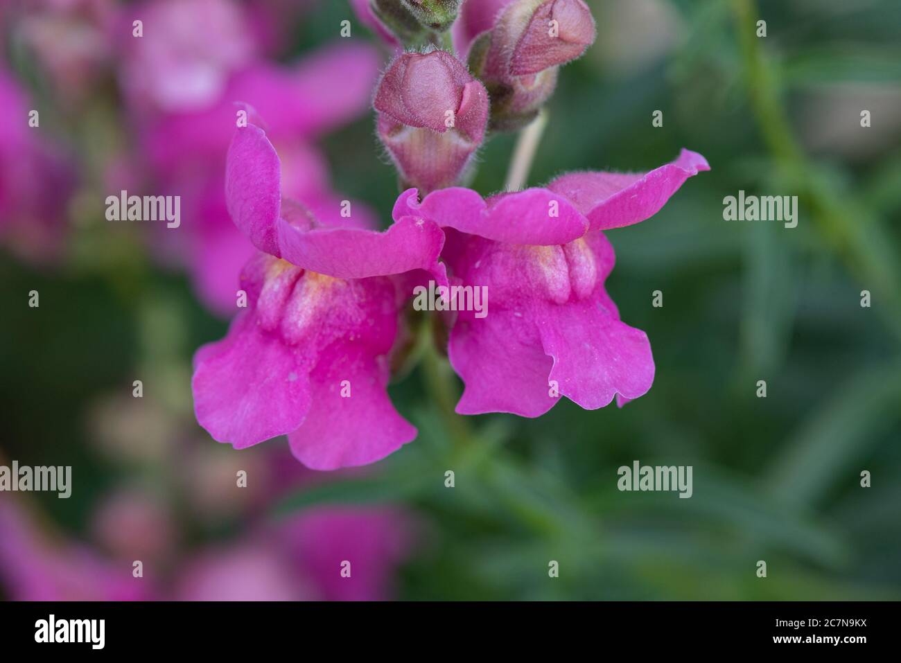 Snapdragon flower pot hi-res stock photography and images - Alamy