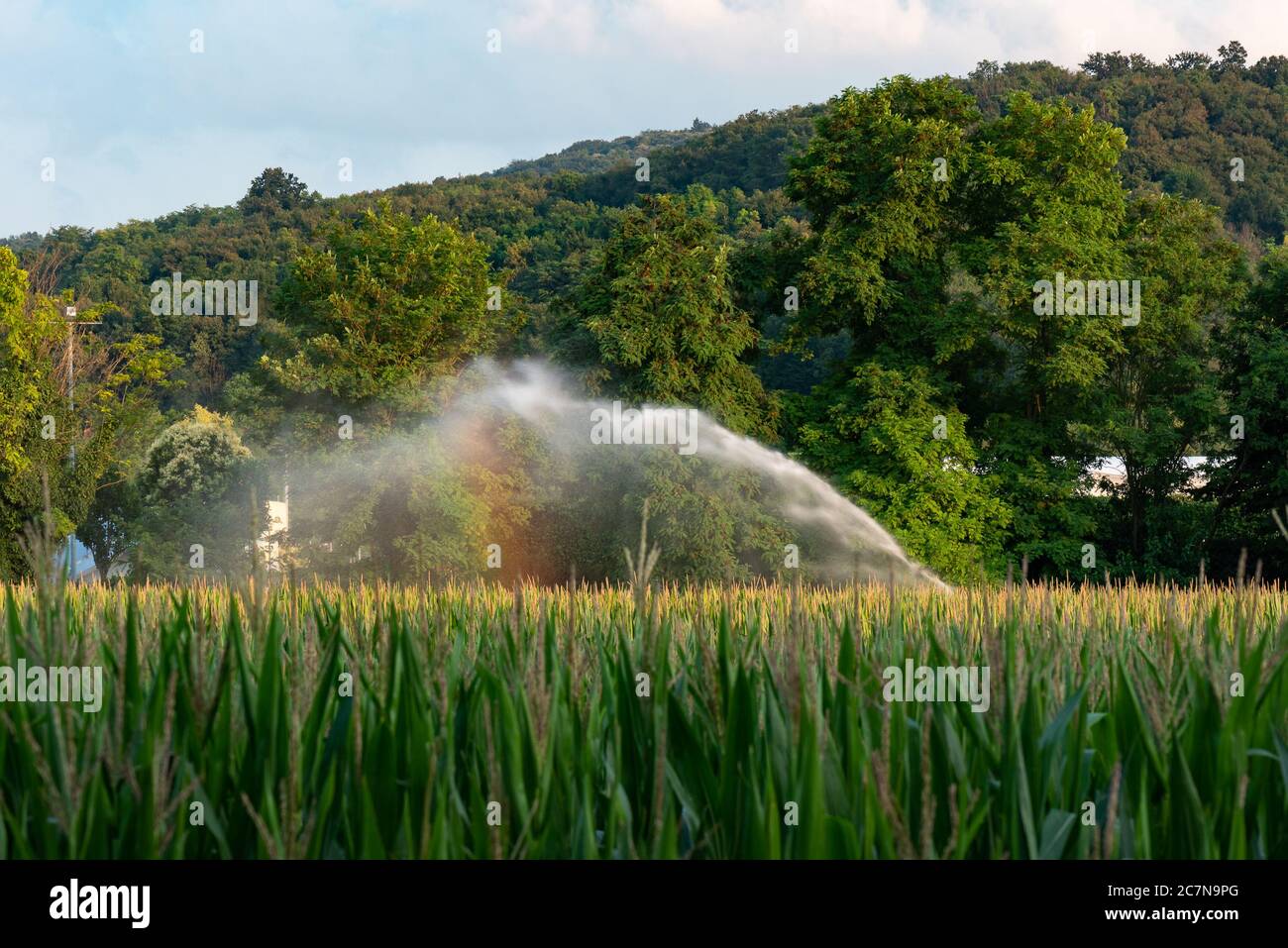 irrigation corn field near farm Stock Photo - Alamy