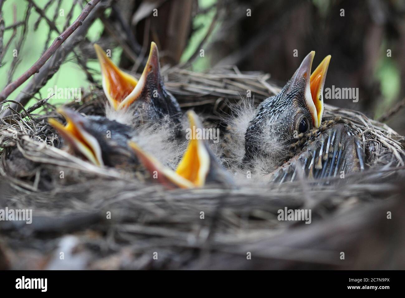 Cardinal nest hi-res stock photography and images - Alamy