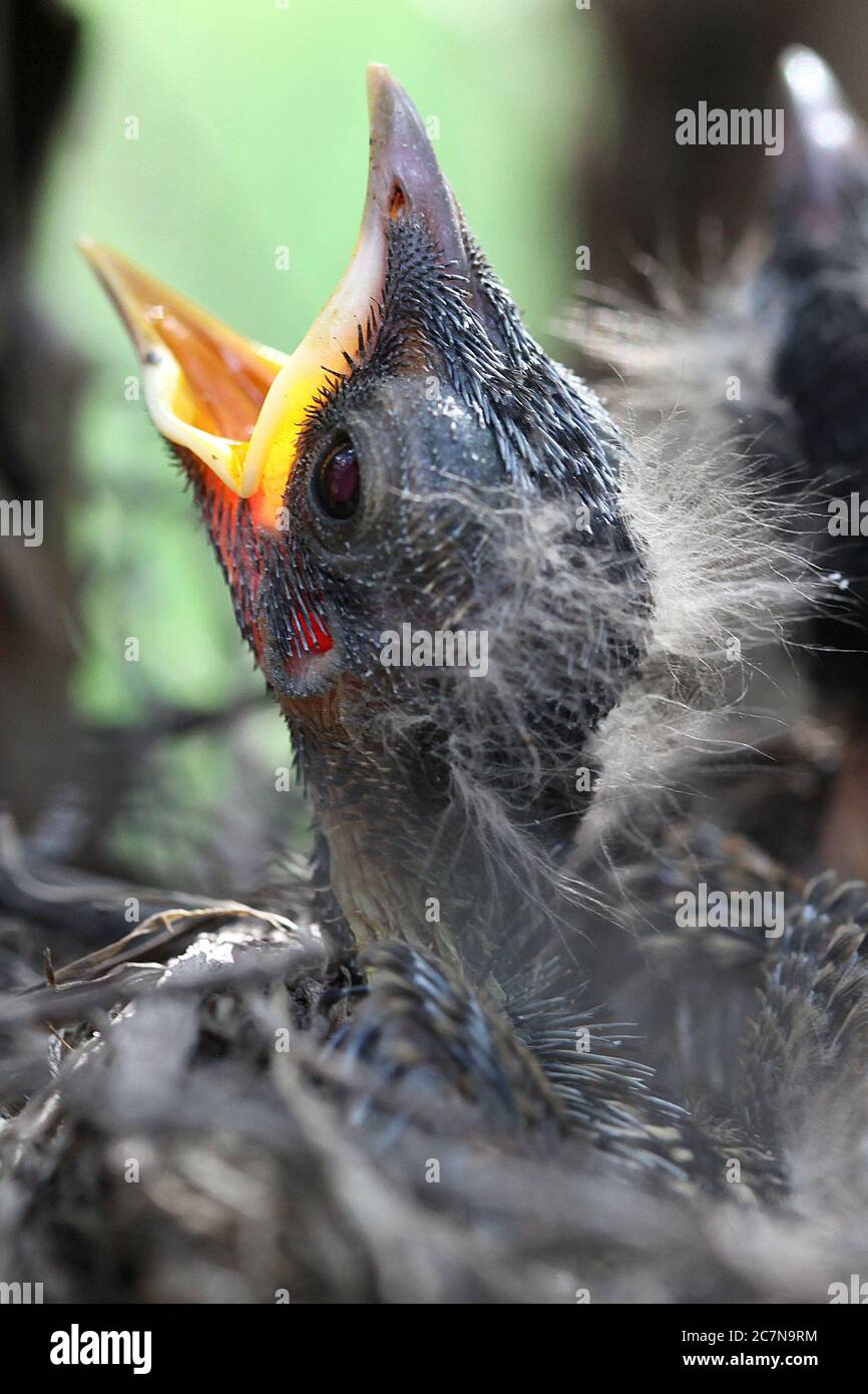 Cardinal nest hi-res stock photography and images - Alamy