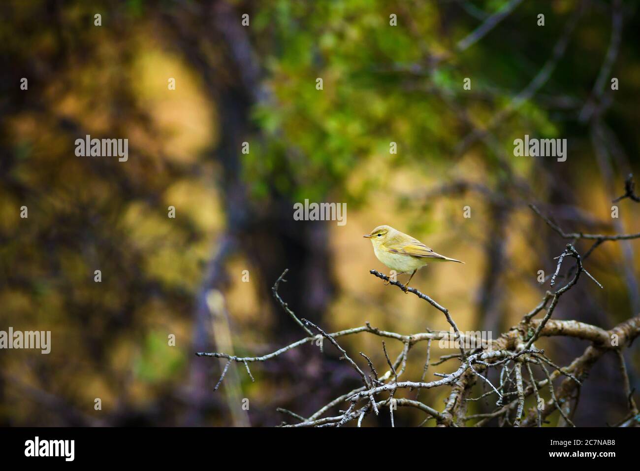 Nature and birds. Bird on branch. Nature background Stock Photo - Alamy