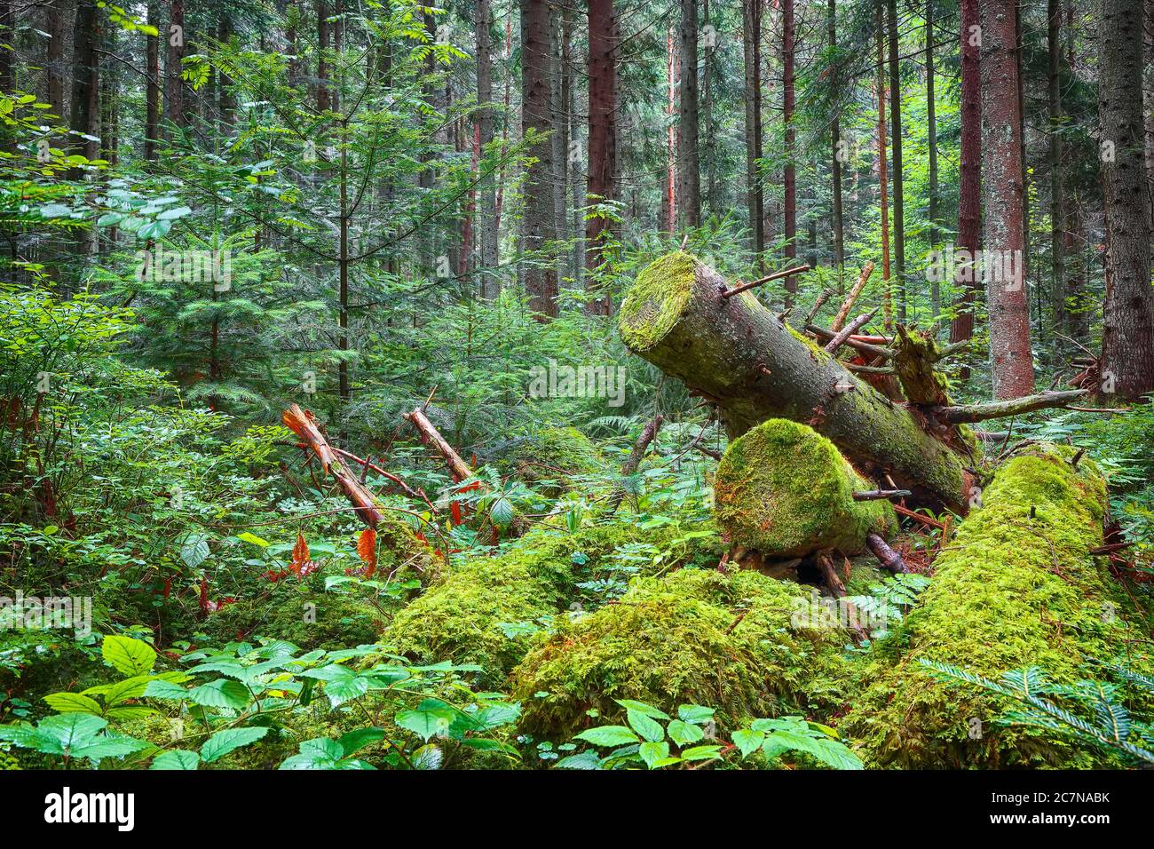 Fallen trees in the forest hi-res stock photography and images - Alamy