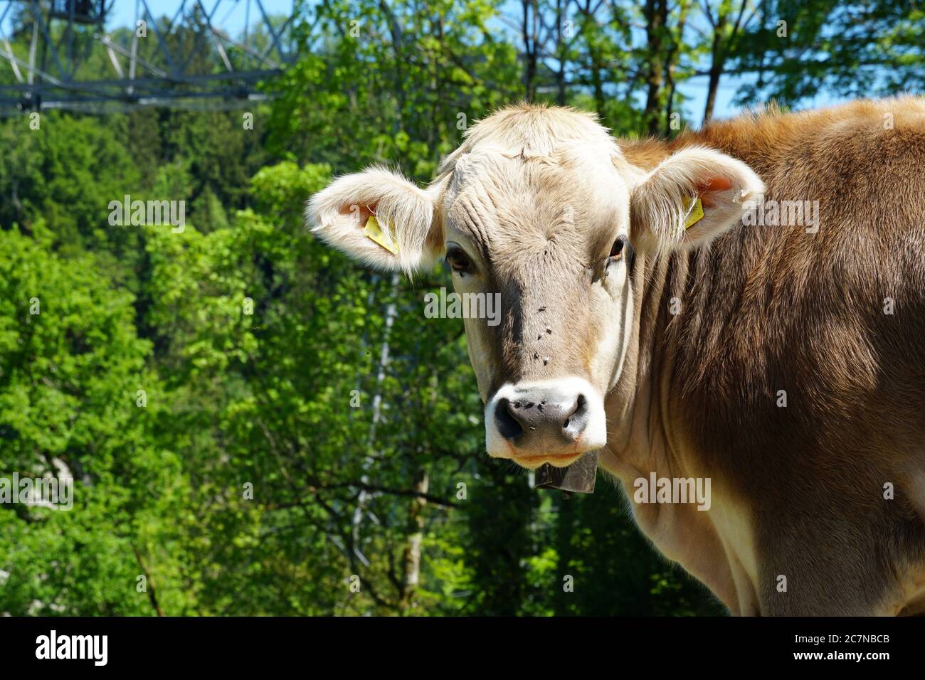 Head of a cow, Swiss brow breed in front view. Photo taken on the ...