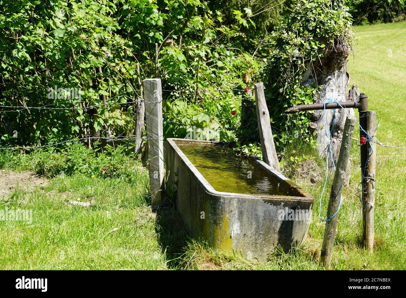 Watering place consisting of a manger or feeding trough and water tap ...