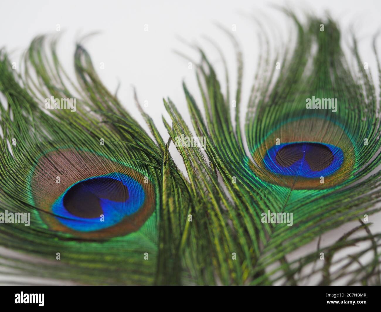 Peacock beauty hi-res stock photography and images - Alamy