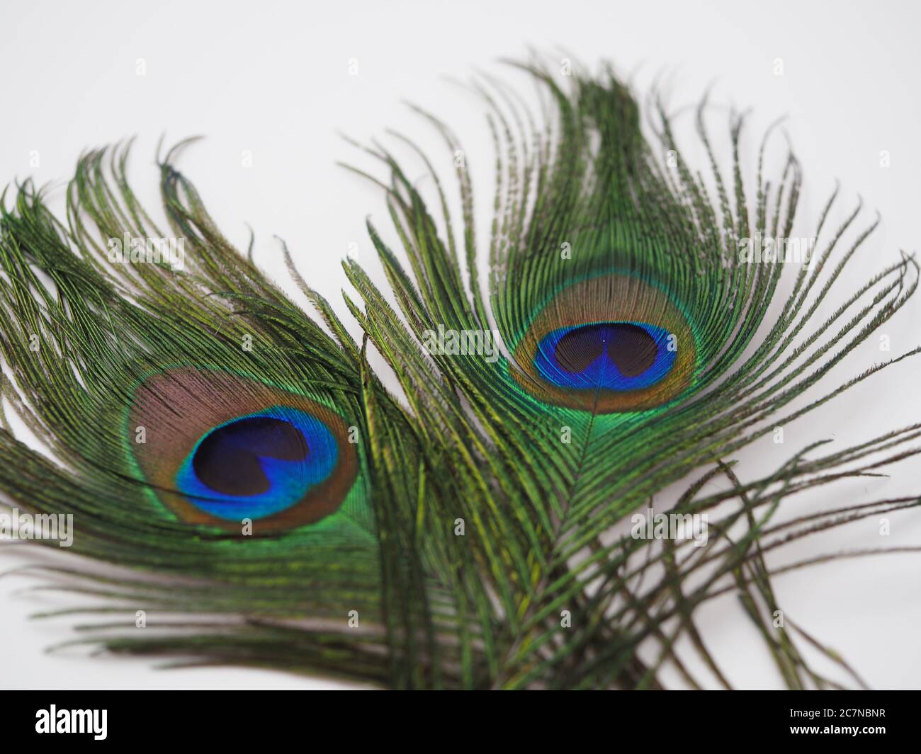 Plumage pattern hi-res stock photography and images - Alamy