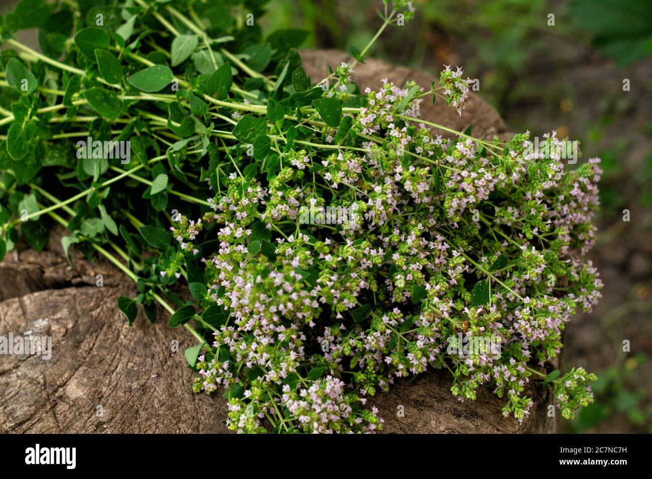 Bunch of blooming oregano. Origanum vulgare, culinary herb, curative ...