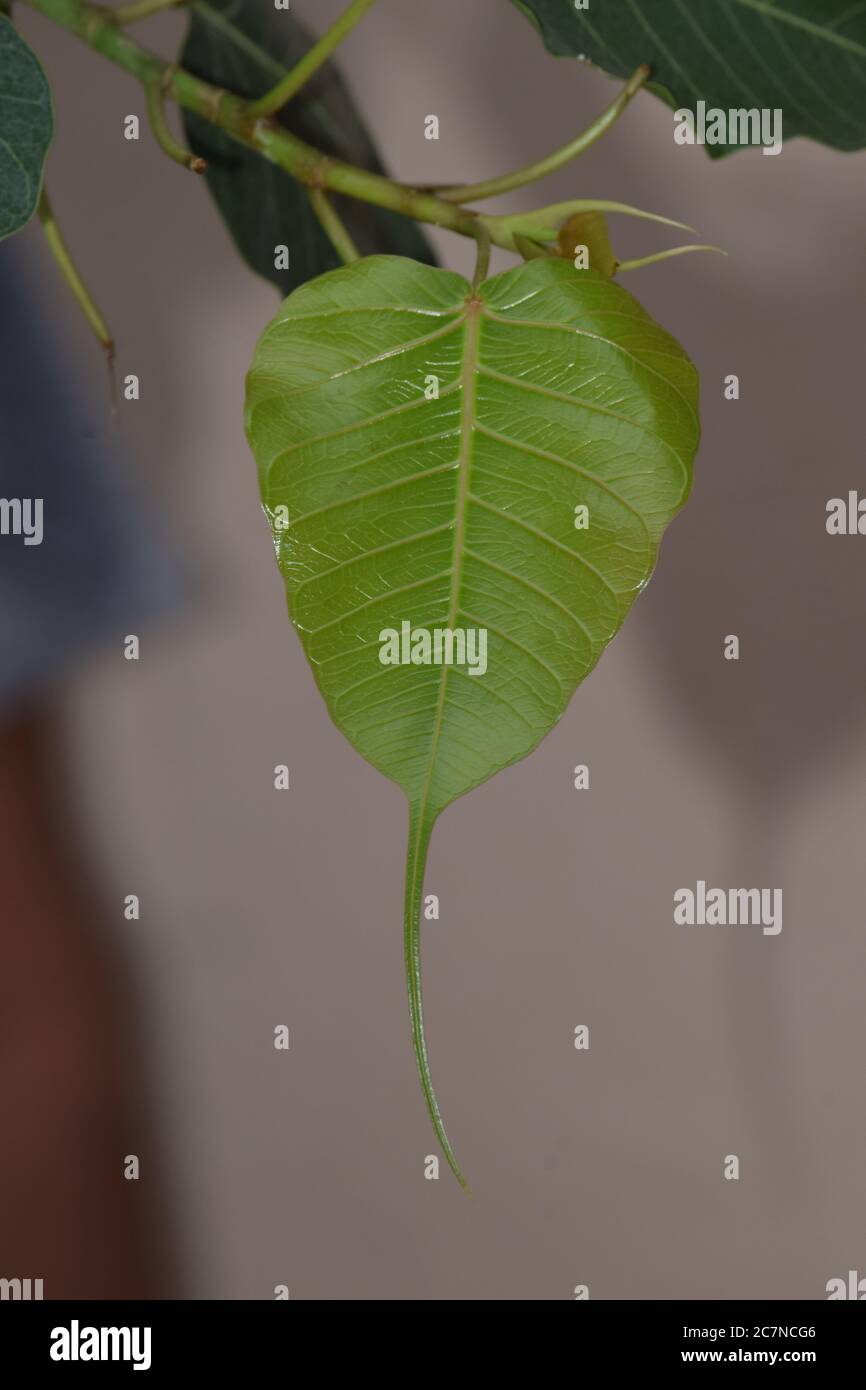 Peepal hi-res stock photography and images - Alamy