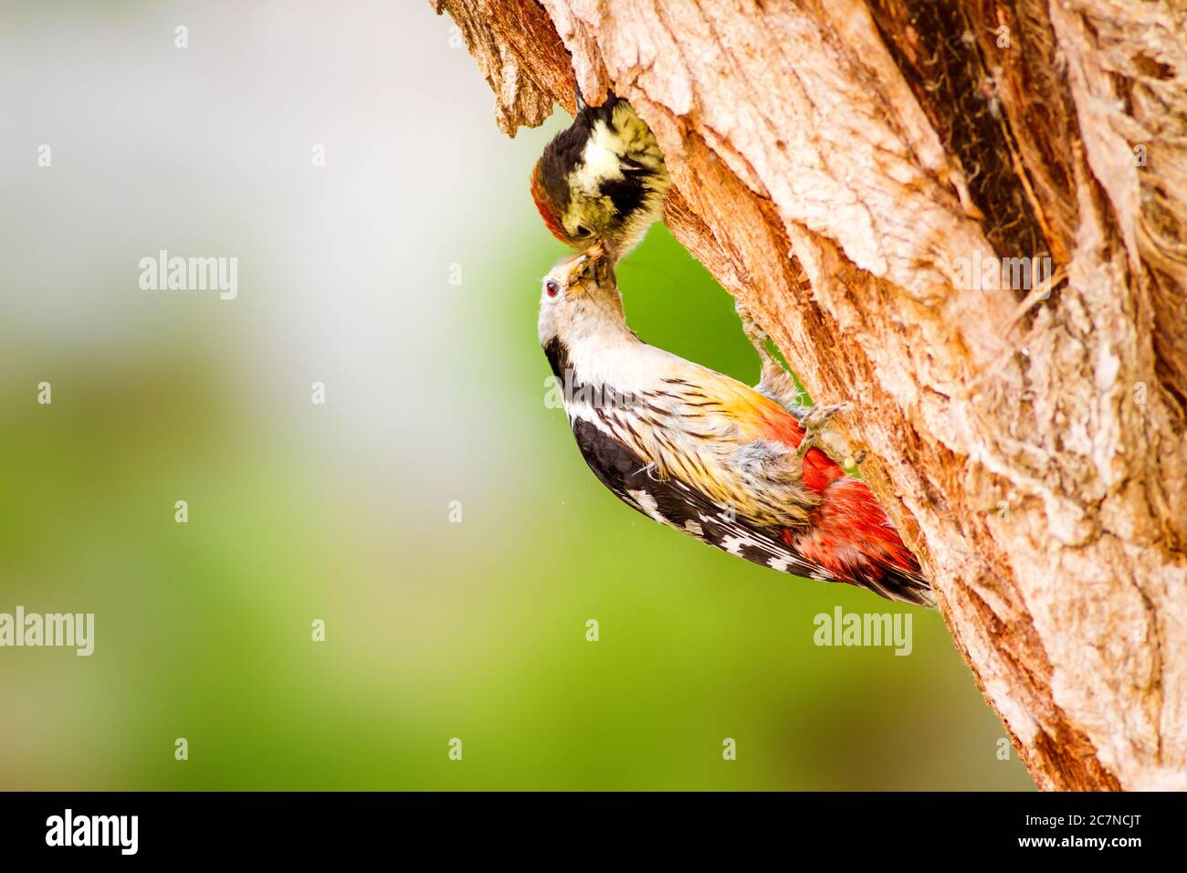 Cute Woodpecker on tree. Green forest background. Bird: Middle Spotted ...