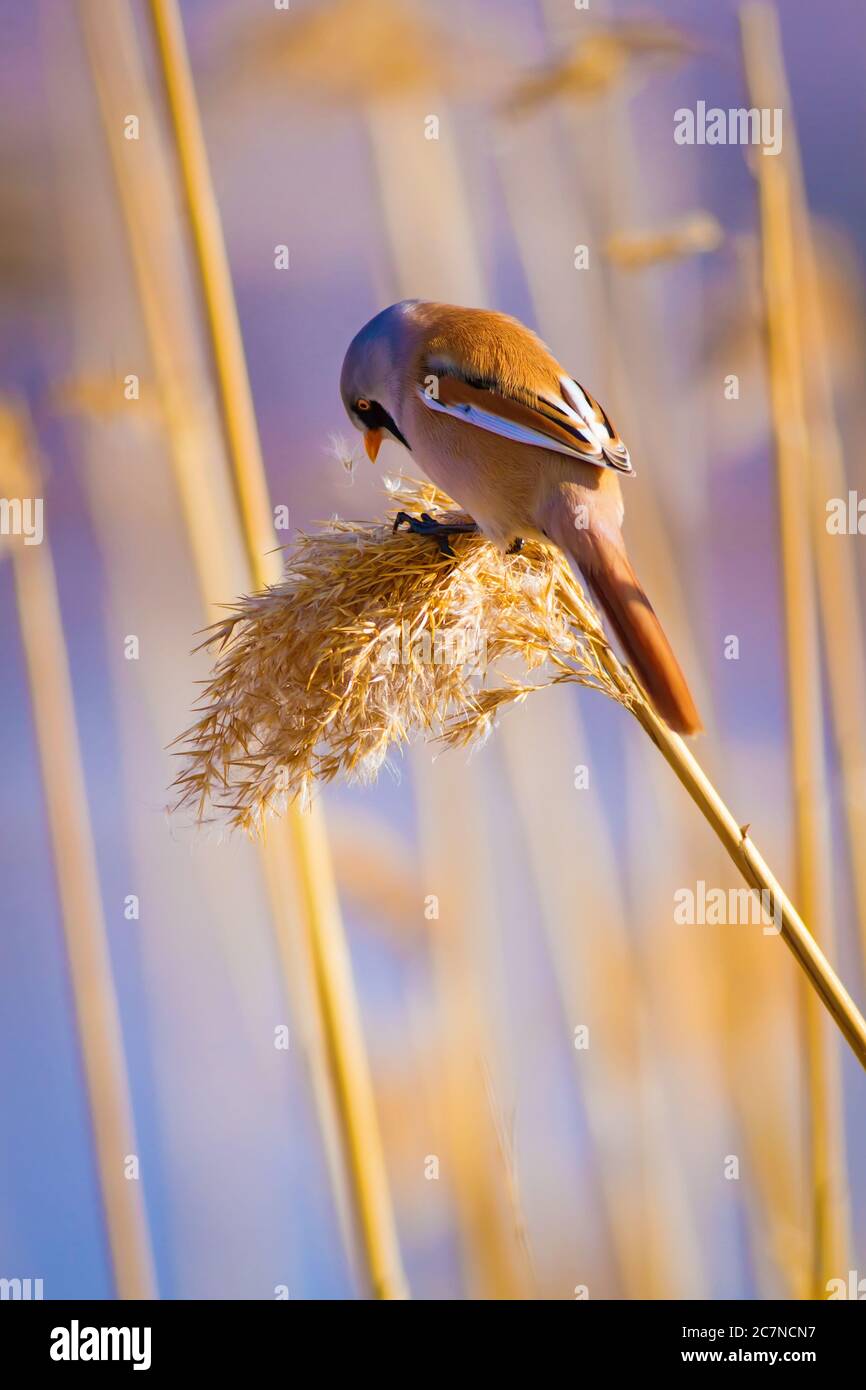 Cute little bird. Nature background. Bird: Bearded Reedling Stock Photo ...