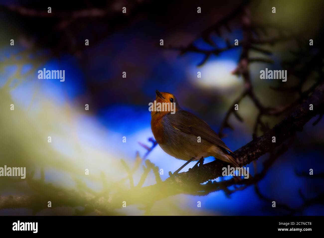 Cute little bird Robin. Colorful nature background. Bird: European ...