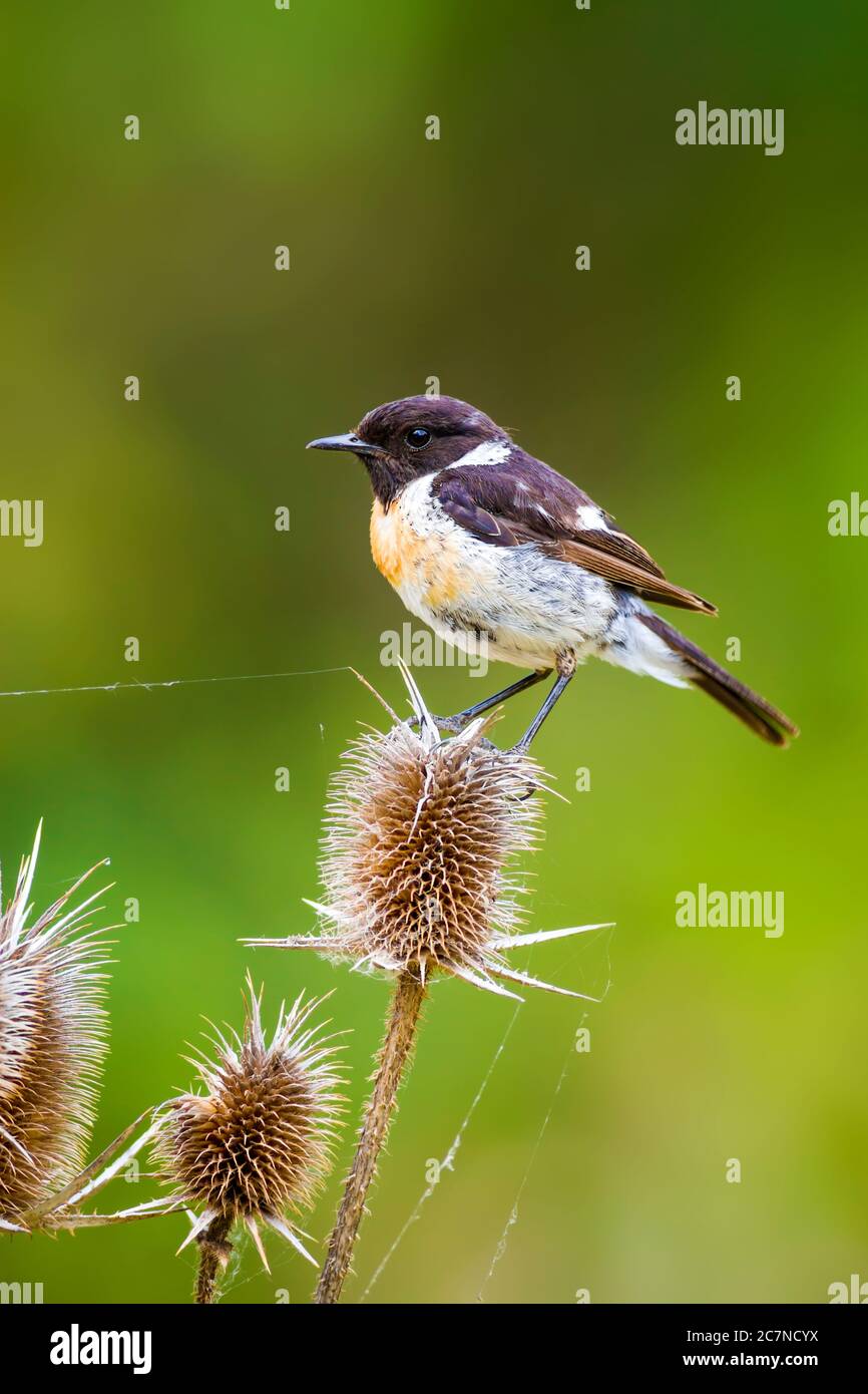 Nature and birds. Cute little bird Stonechat. Green Nature background ...