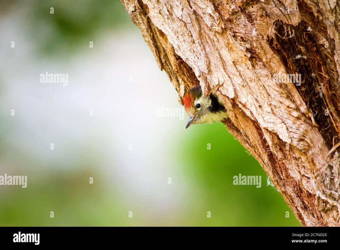 Cute Woodpecker on tree. Green forest background. Bird: Middle Spotted ...
