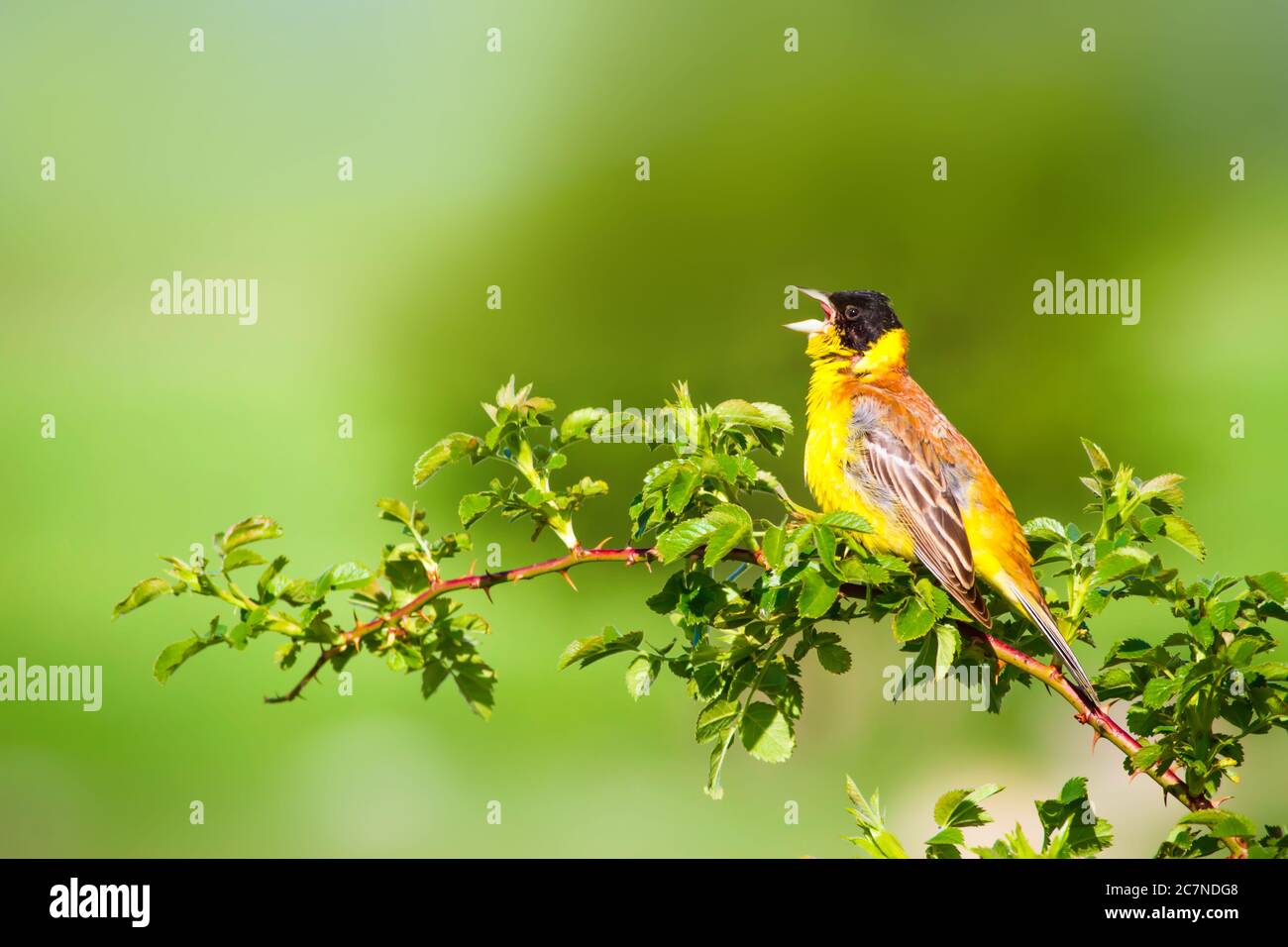 Cute little bird. Singing bird. Green nature background. Bird on green ...