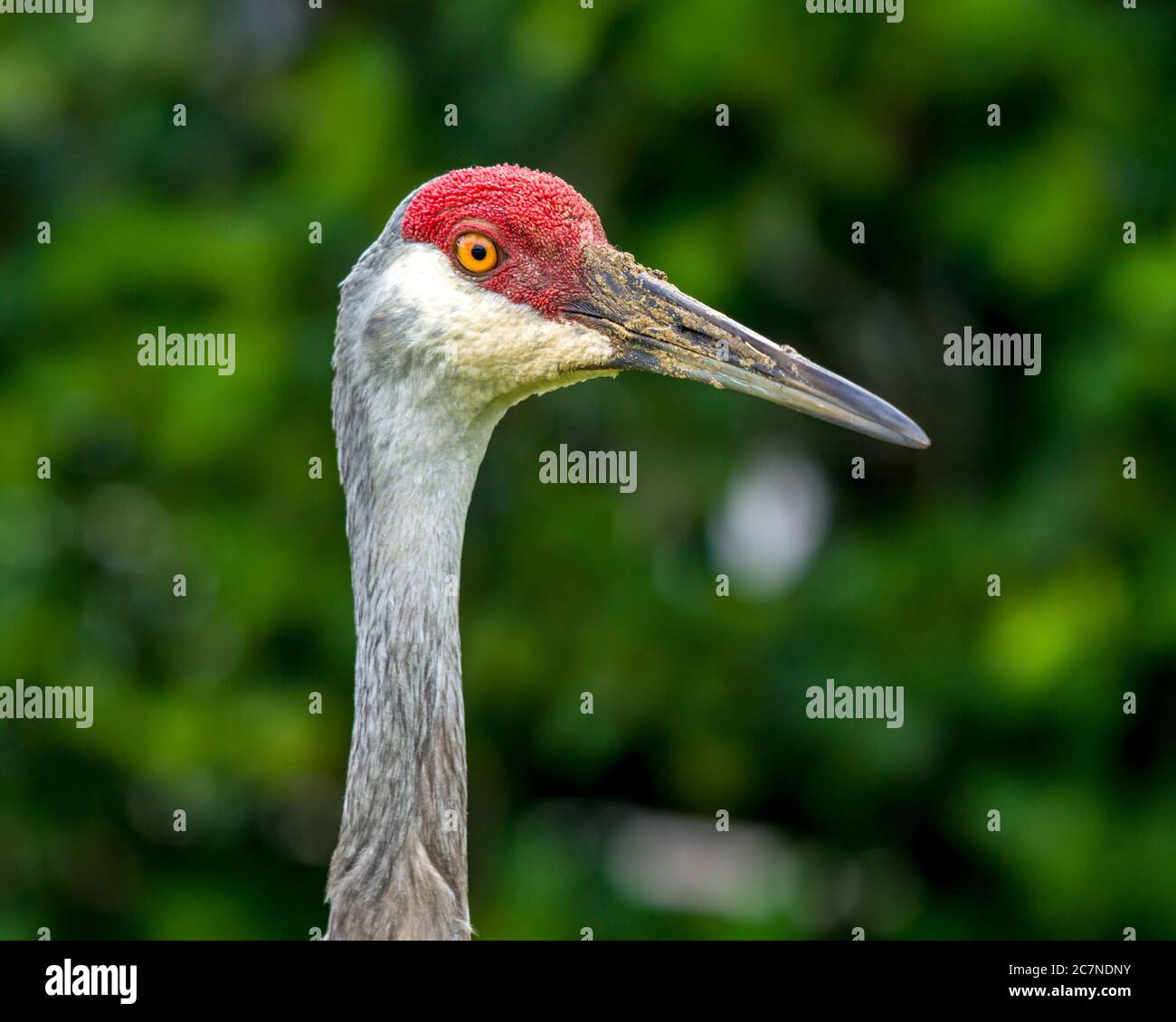 Adult crane head hi-res stock photography and images - Alamy