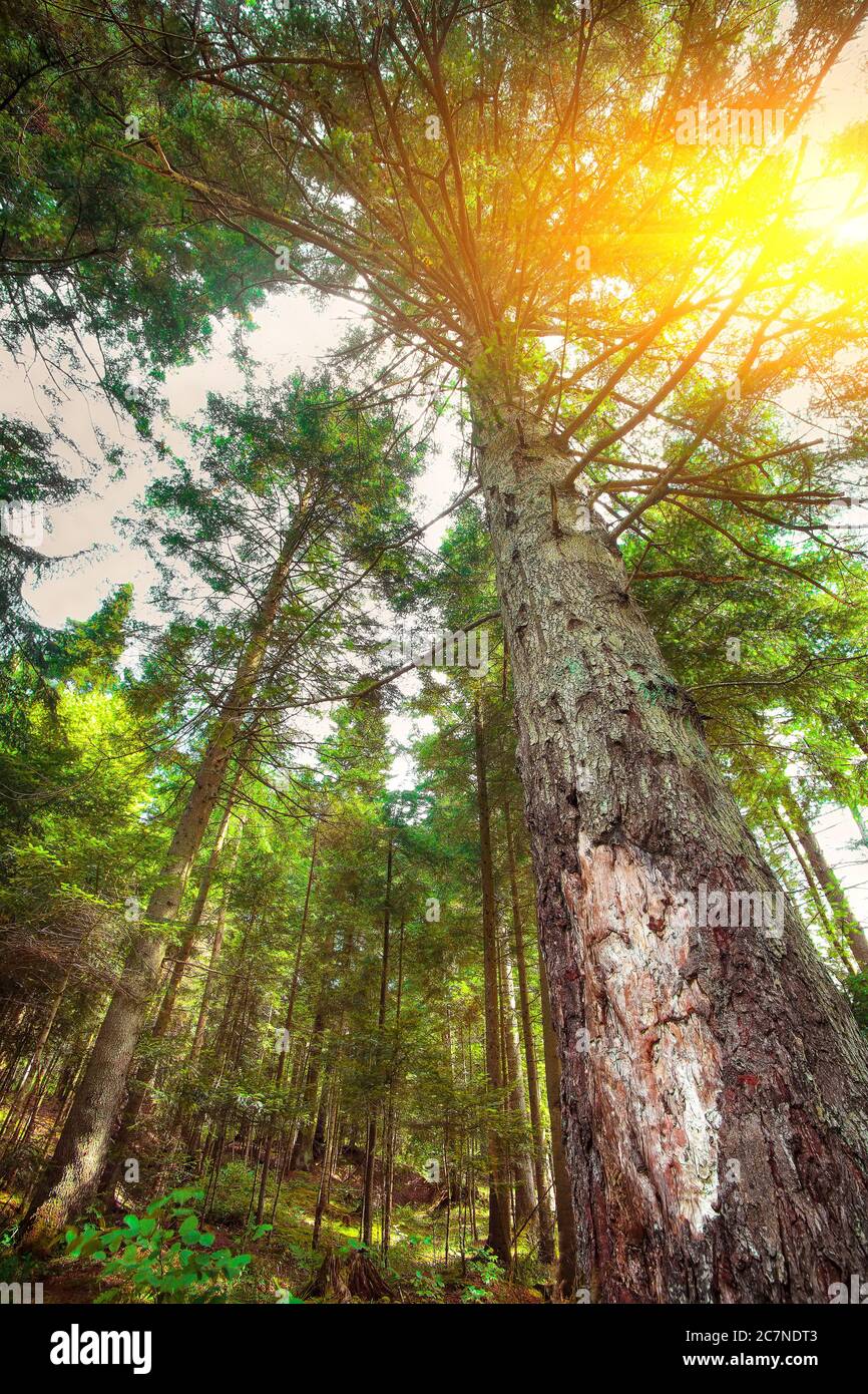 Bottom canopy hi-res stock photography and images - Alamy
