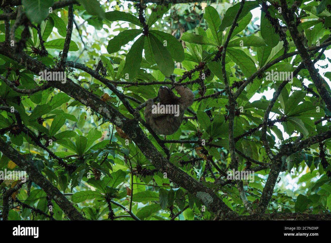 A sloth at the top of a tree, surrounded by green leaves in Puerto ...