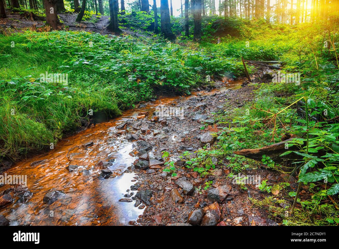 Forest stream among stones. Clean cold water stream in mountains. Fresh ...