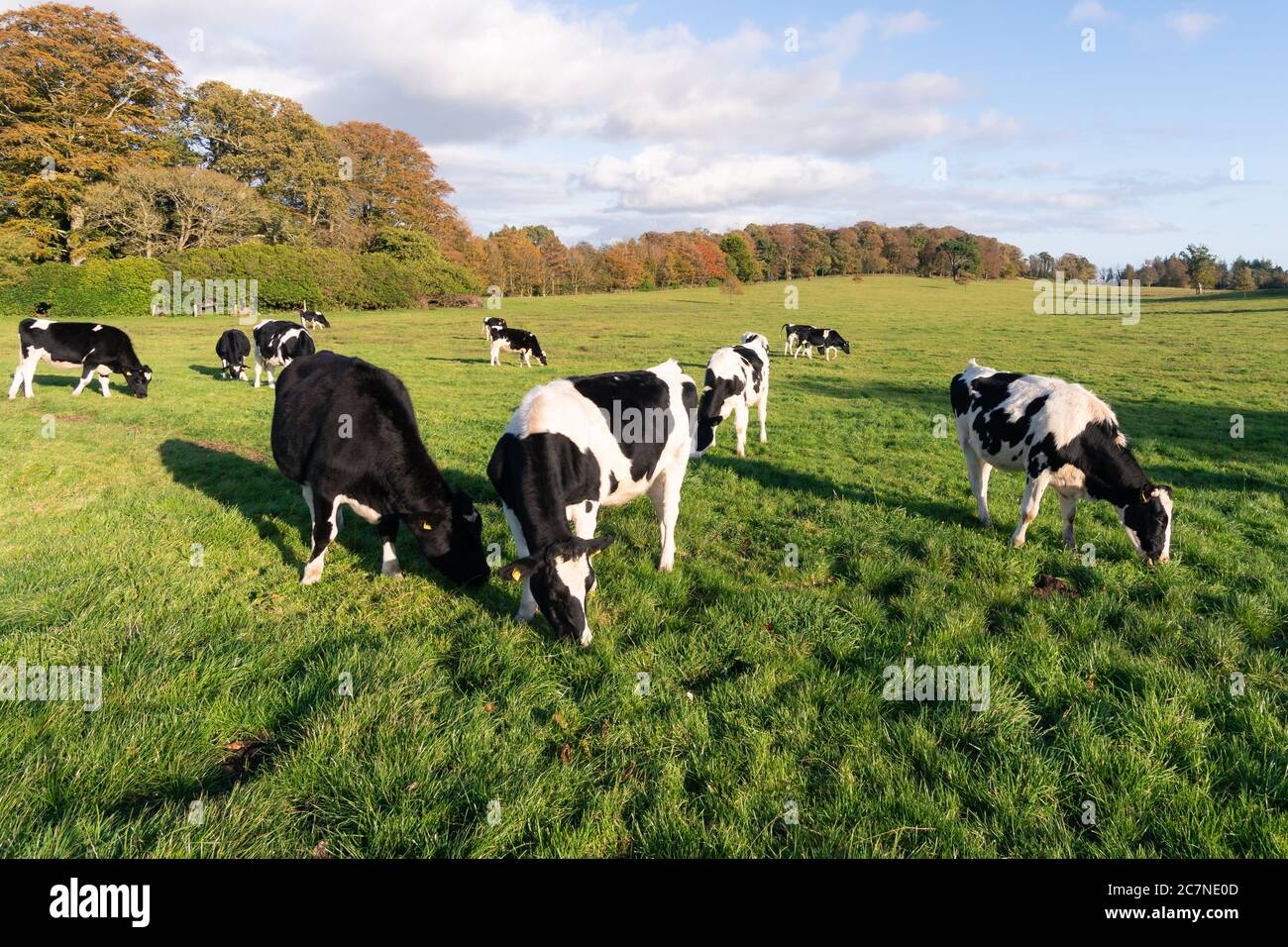 Black and white cows in Castlewellan Northern Ireland Stock Photo - Alamy