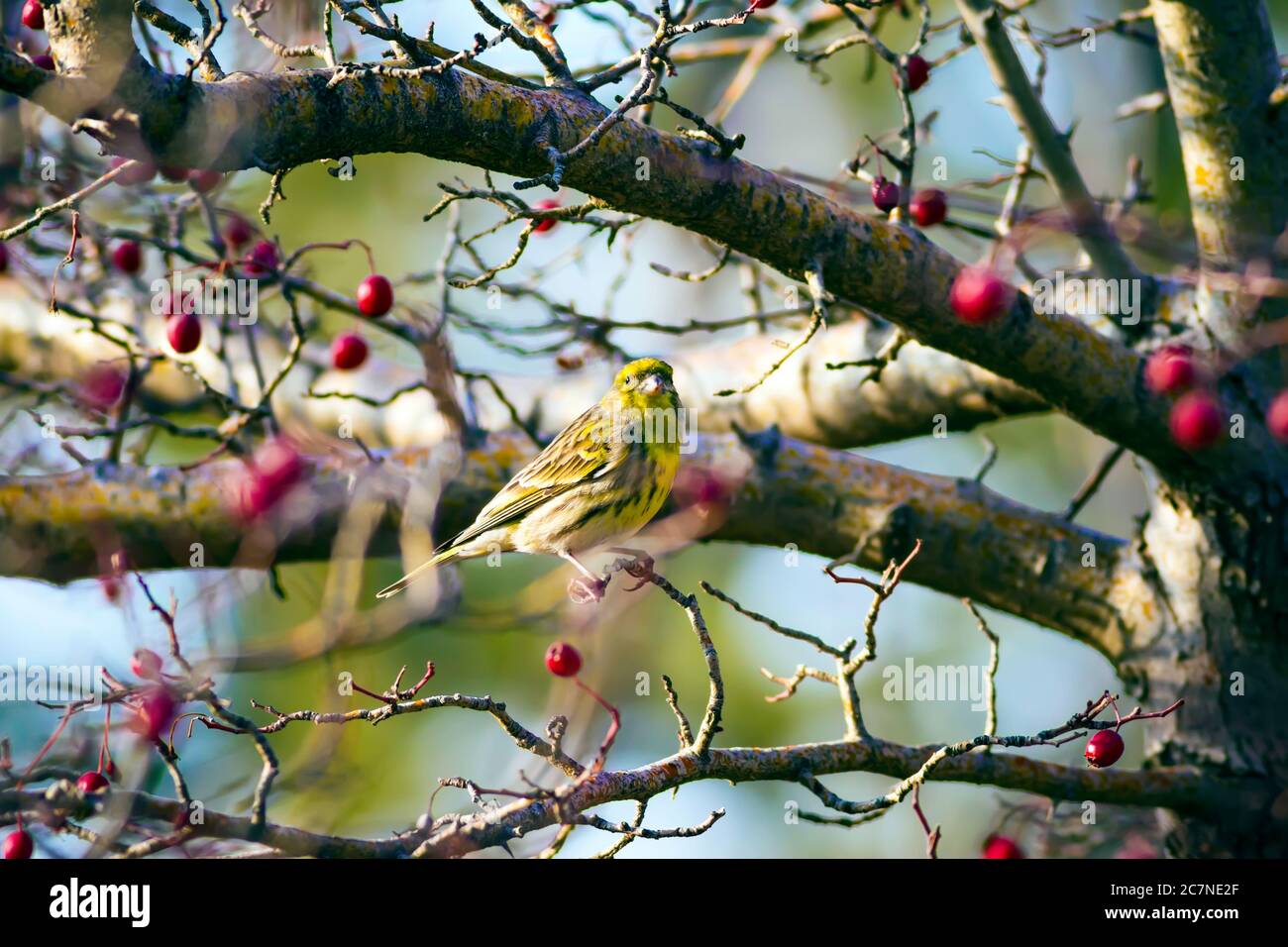 Nature and birds. Bird on branch. Nature background Stock Photo - Alamy