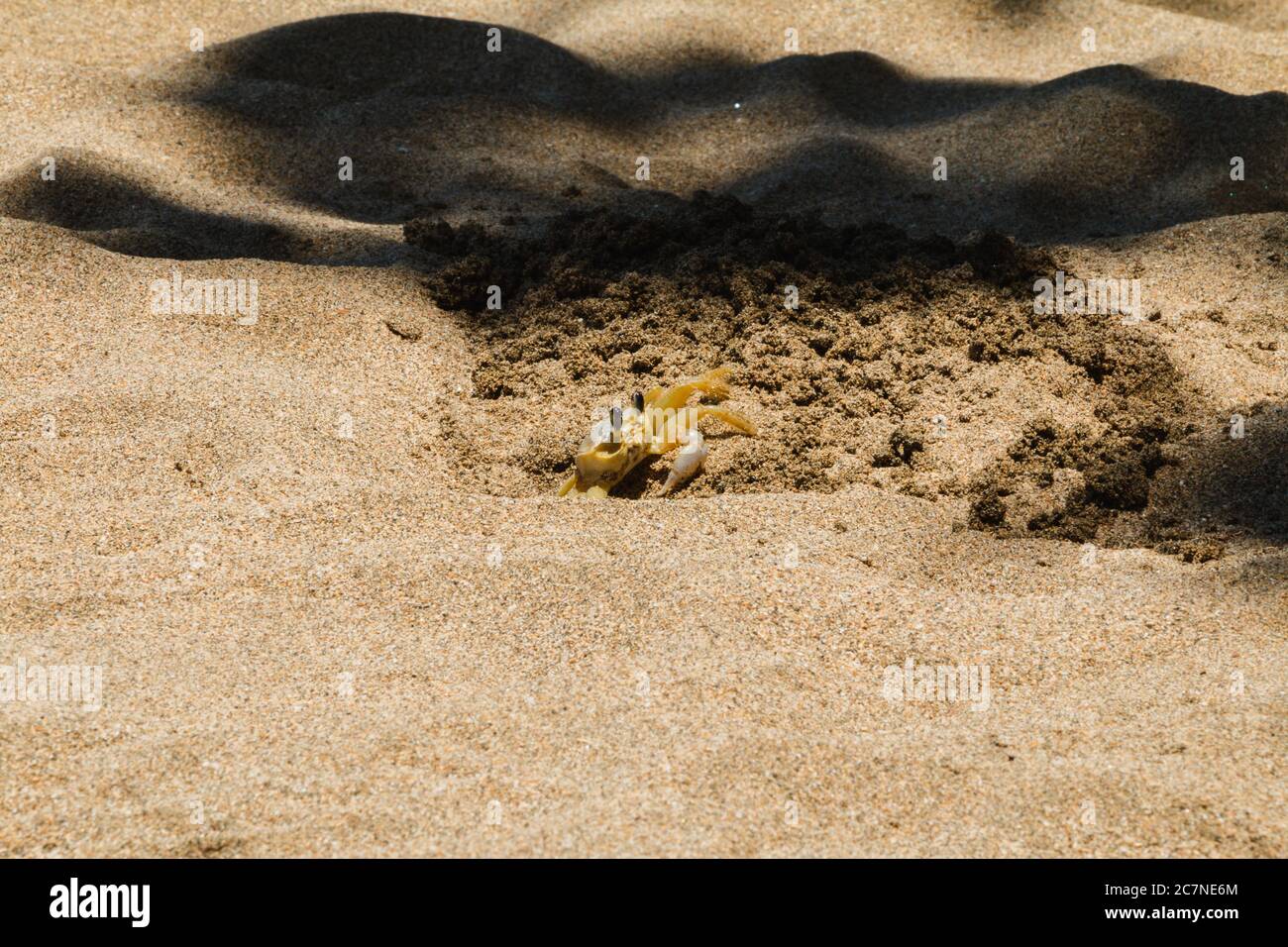 A yellow crab in the sand at a beach in Puerto Viejo, Costa Rica Stock ...