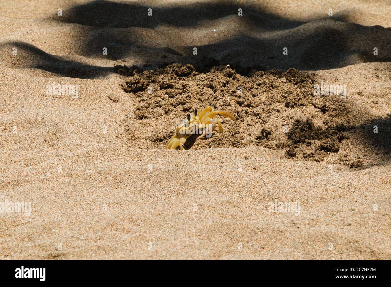 A yellow crab in the sand at a beach in Puerto Viejo, Costa Rica Stock ...