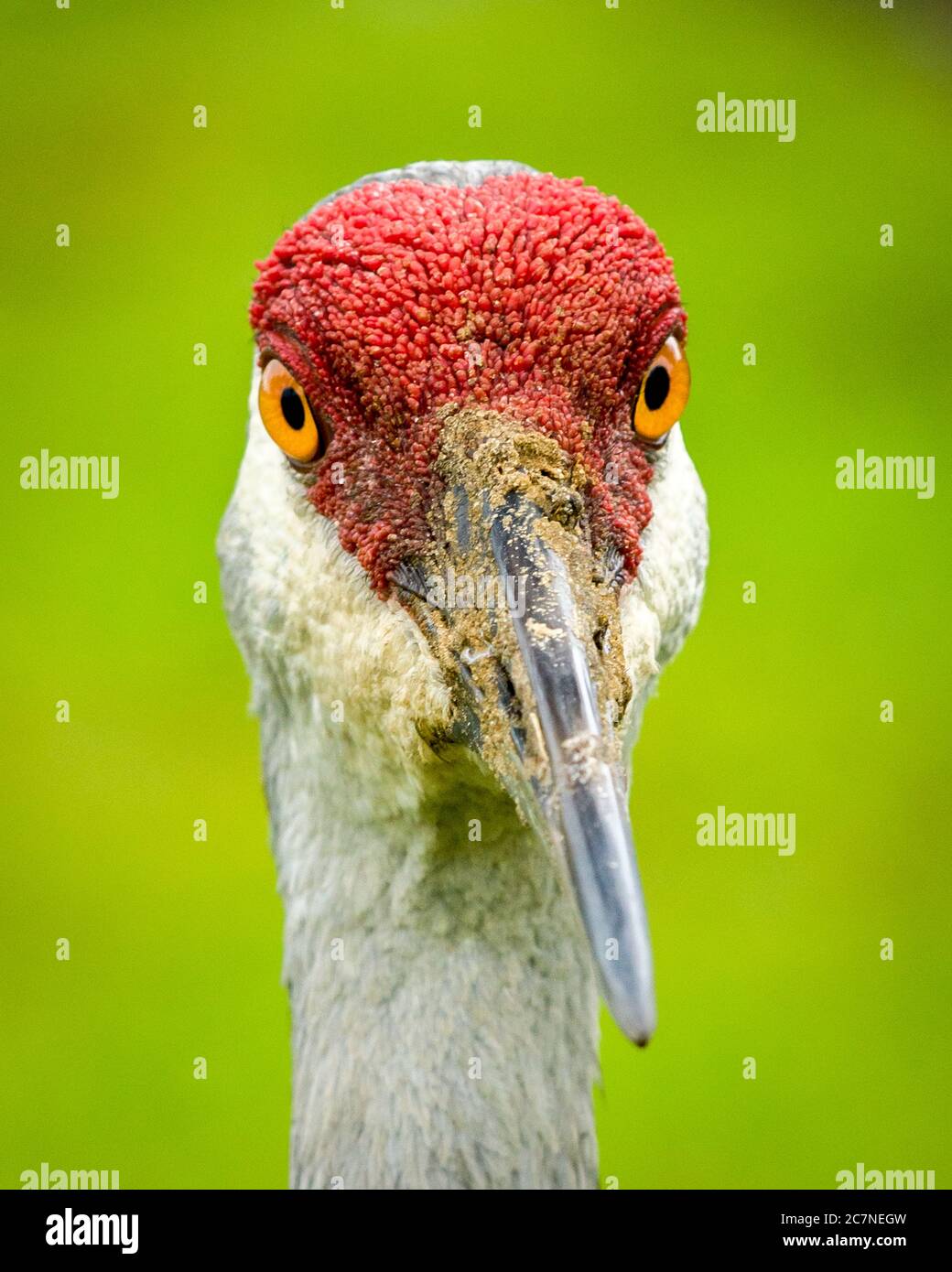 Sandhill crane colorful feathers hi-res stock photography and images ...