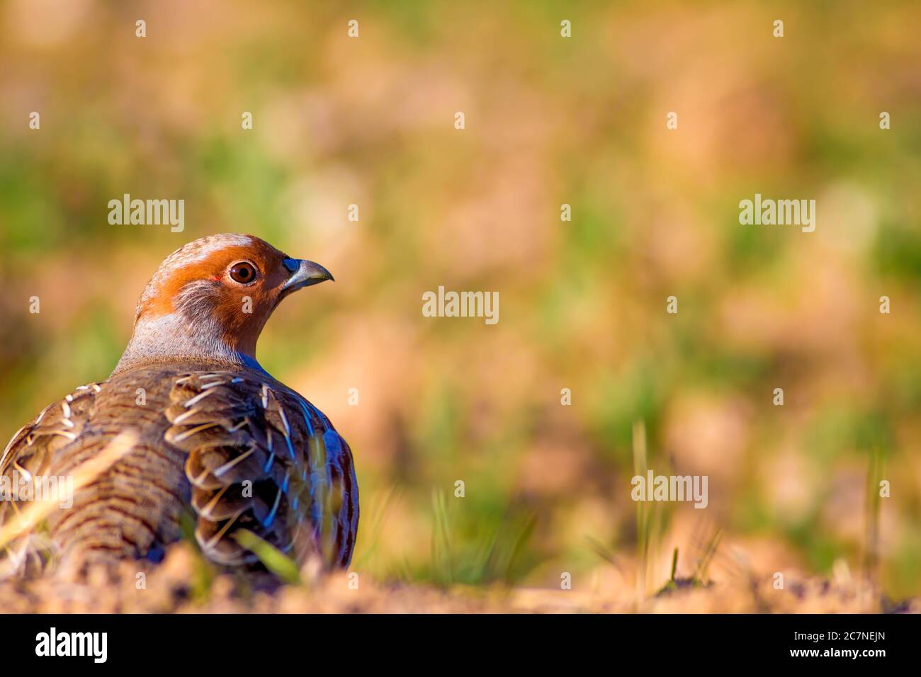 Wild bird partridge. Warm colors nature background. Grey Partridge ...