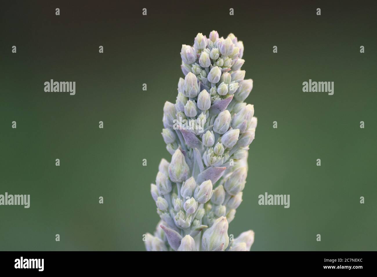 Closeup shot of flower buds sprouting from the plant Stock Photo - Alamy