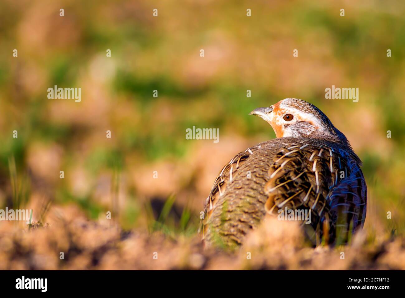 Wild bird partridge. Warm colors nature background. Grey Partridge ...