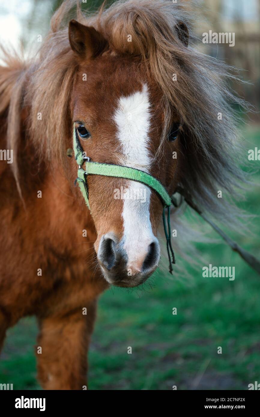 Male pony horse hi-res stock photography and images - Alamy