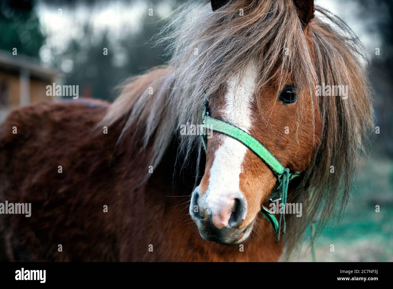 Portrait of an young beautiful male pony horse in harness outdoors in ...
