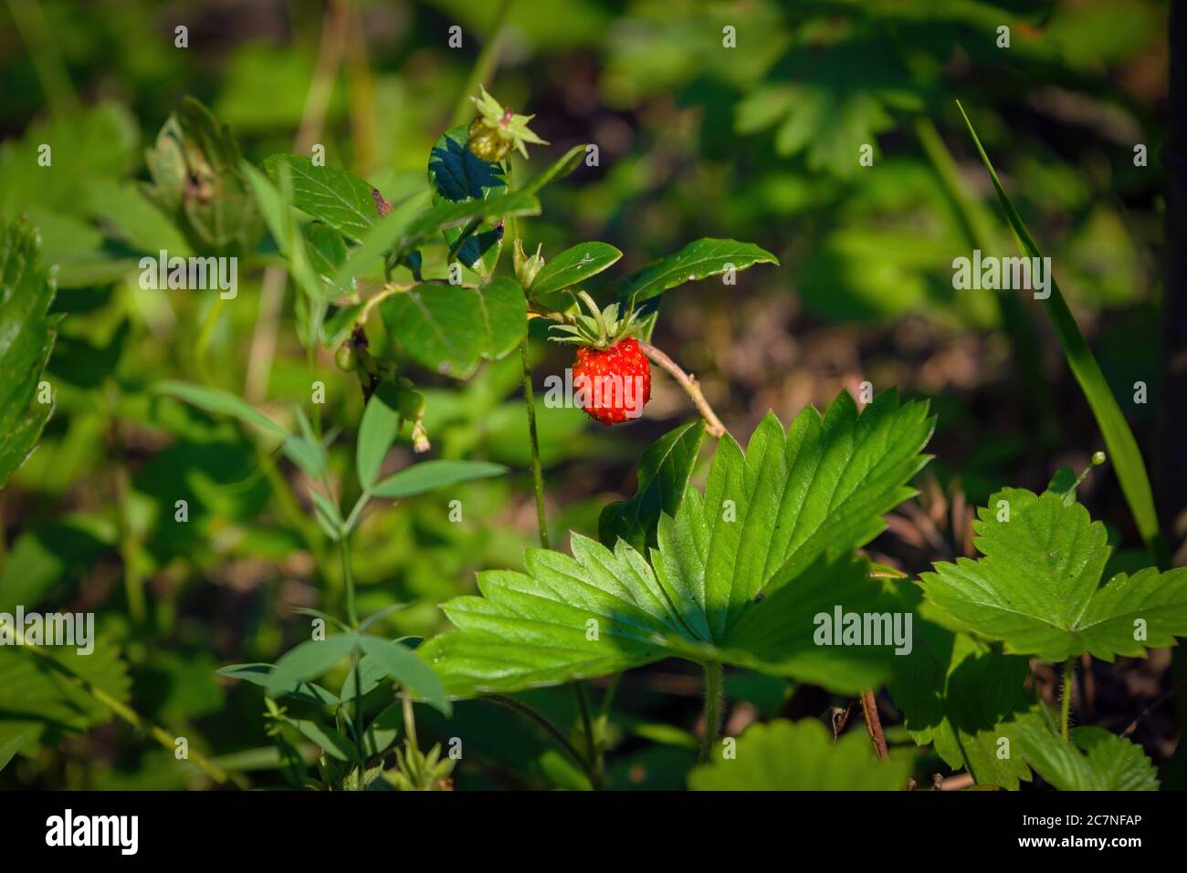 The wild strawberry bush in a forest. Wild berry strawberries. growing ...