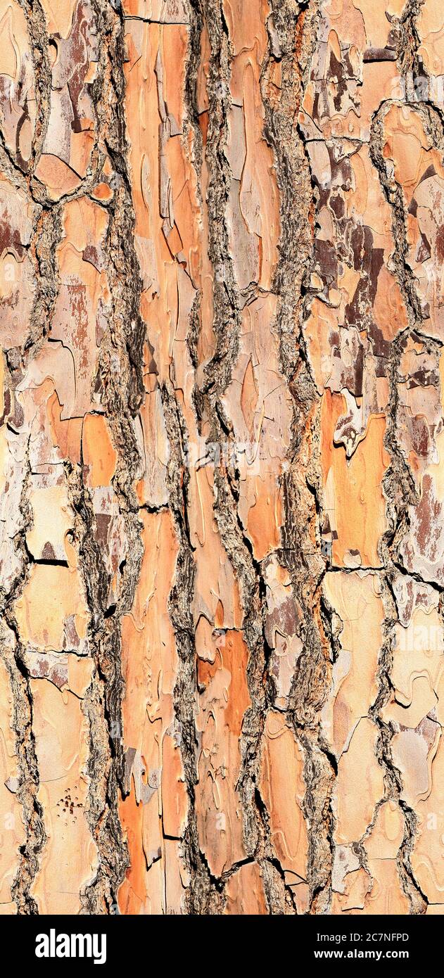 Stone pine (Umbrella pine) tree trunk seamless texture. Pisa. Italy ...