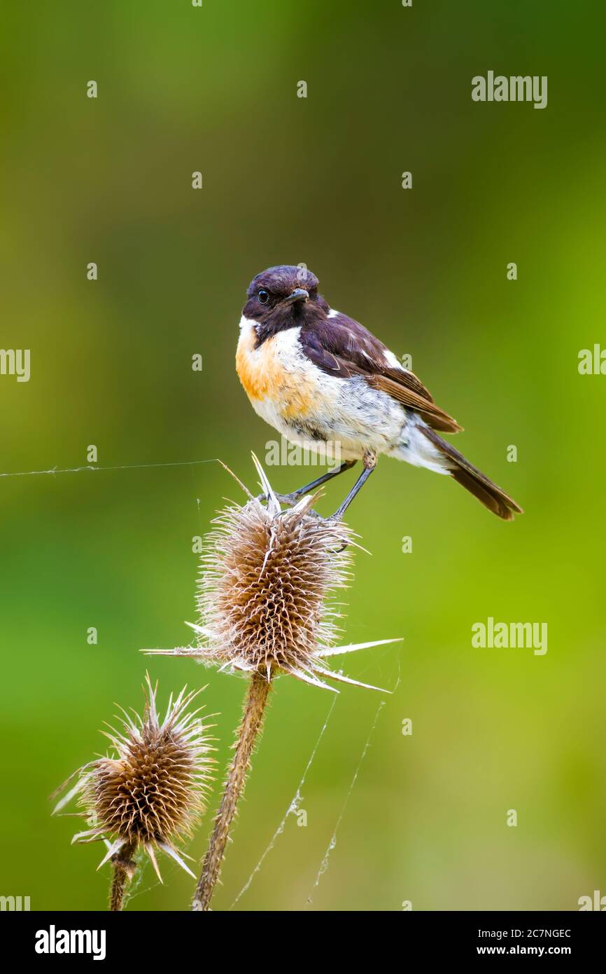 Nature and birds. Cute little bird Stonechat. Green Nature background ...