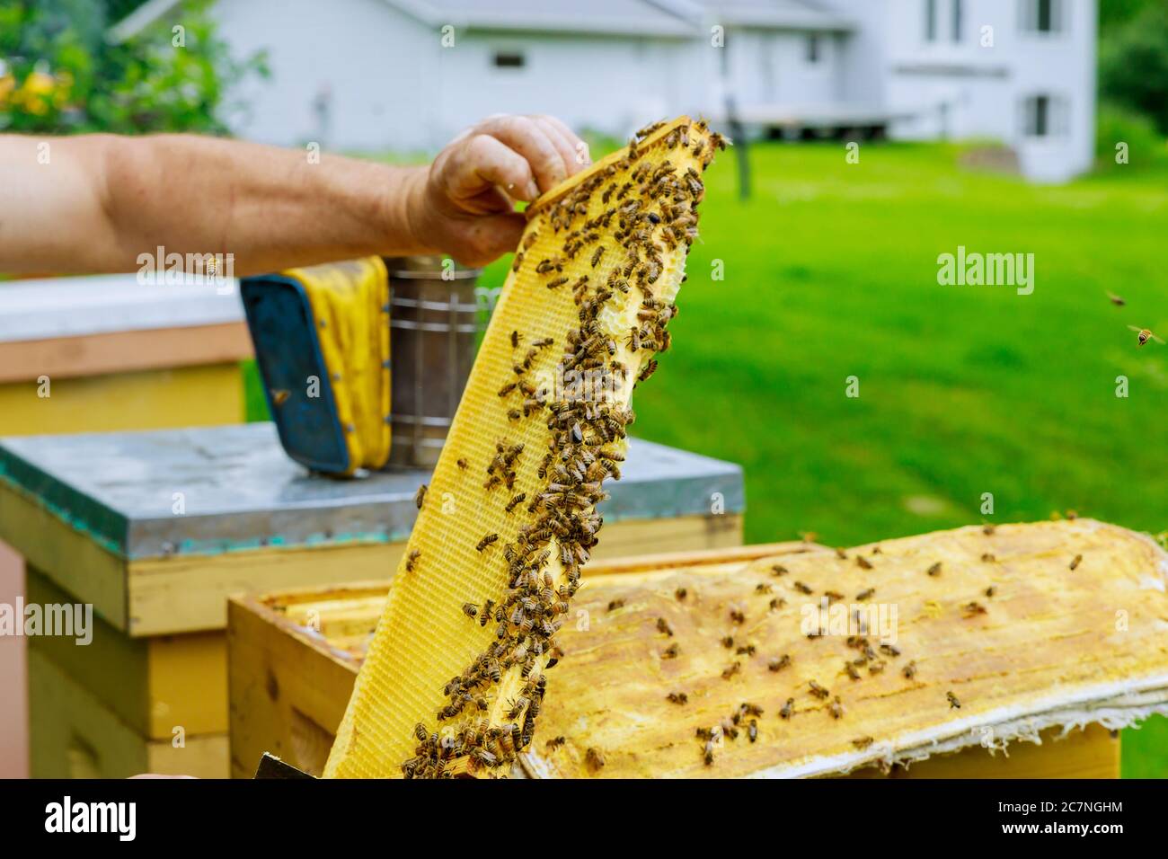 Caring for bees hi-res stock photography and images - Alamy
