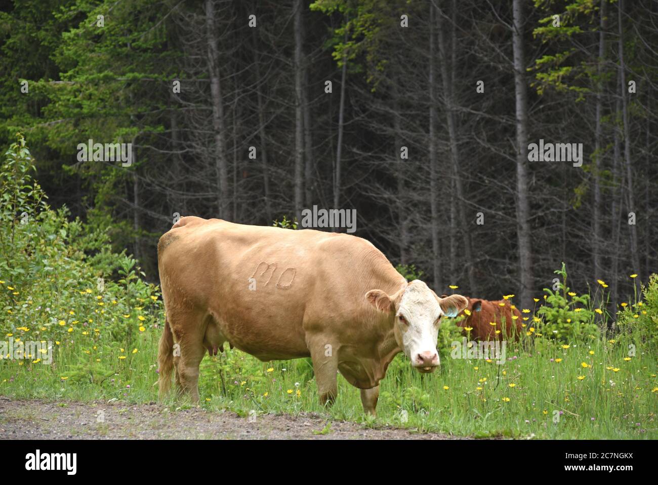 Branded cattle hi-res stock photography and images - Alamy