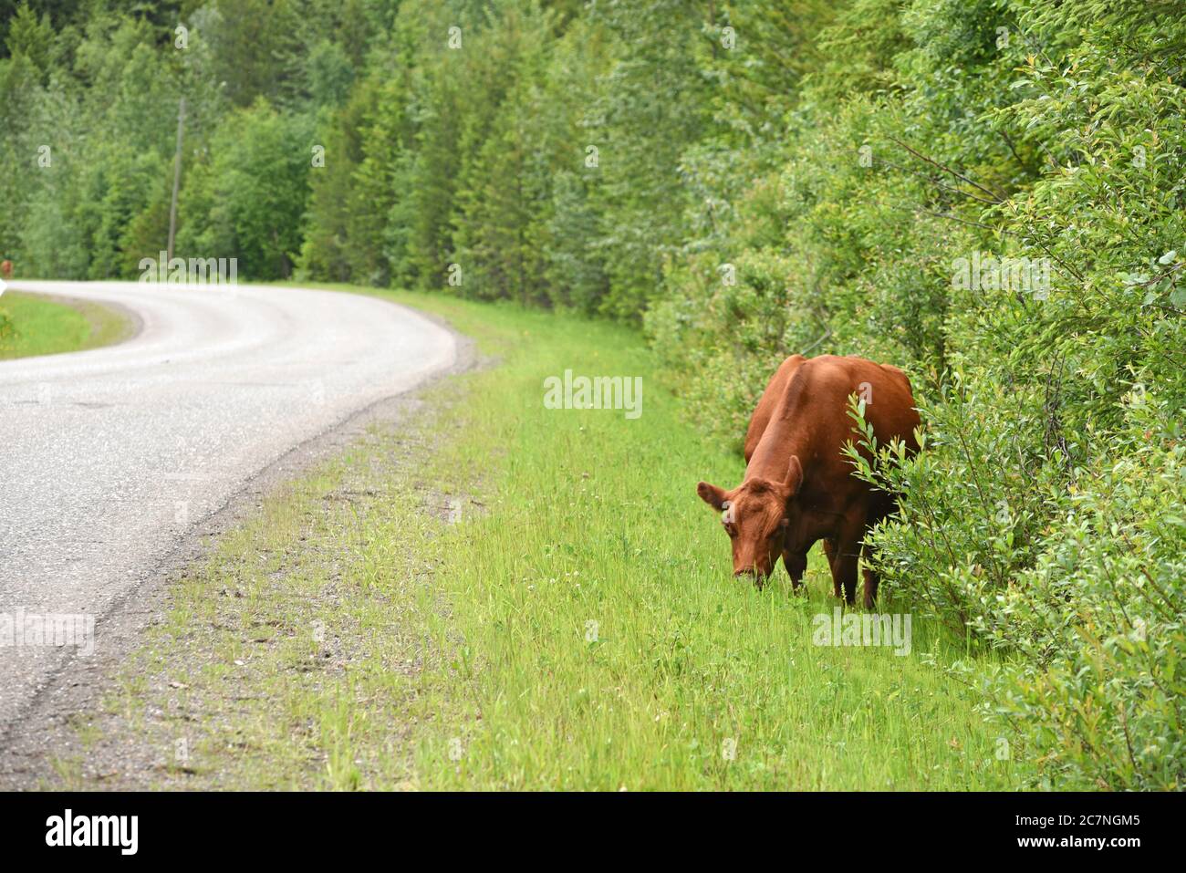 Branded cattle hi-res stock photography and images - Alamy