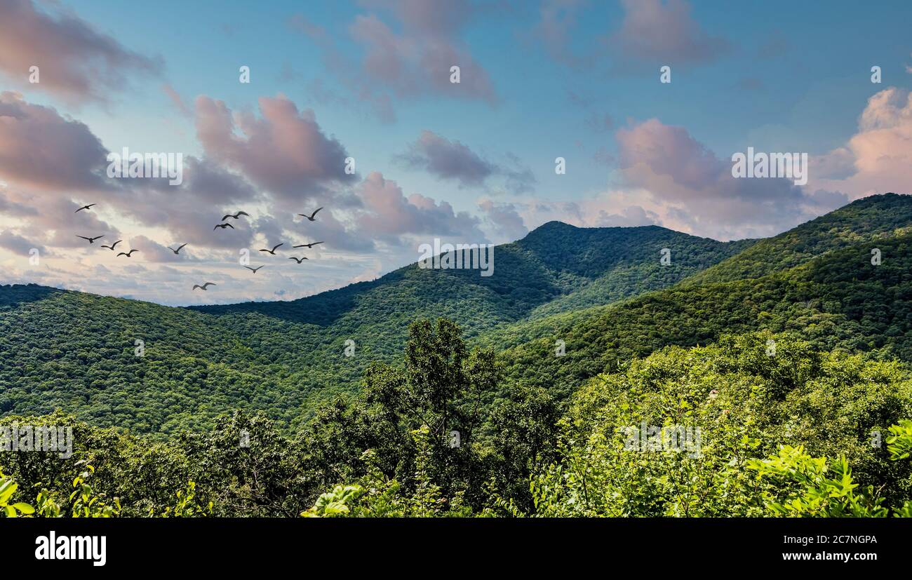 Appalachian blue ridge forest hi-res stock photography and images - Alamy