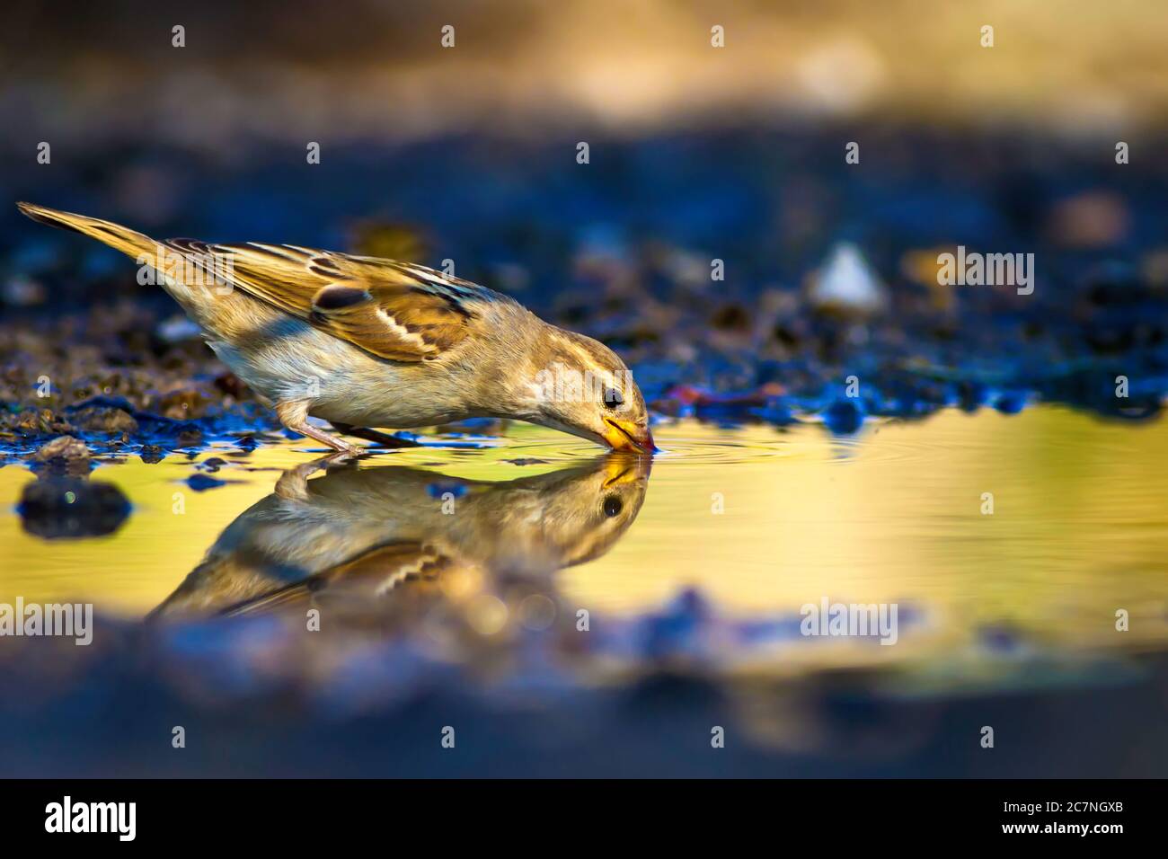 Water nature and birds.. Colorful nature background Stock Photo - Alamy