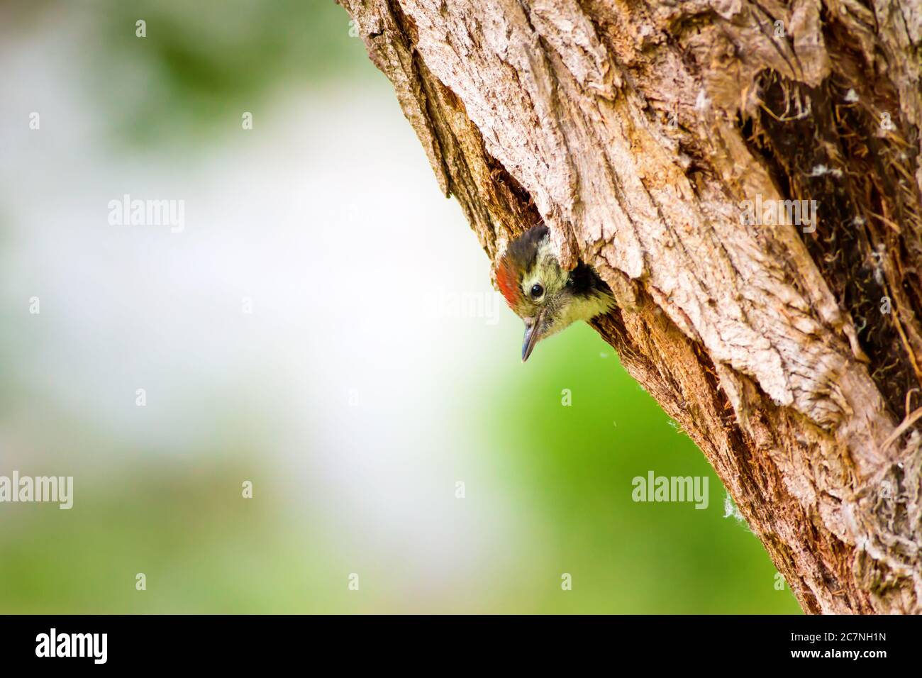 Cute Woodpecker on tree. Green forest background. Bird: Middle Spotted ...
