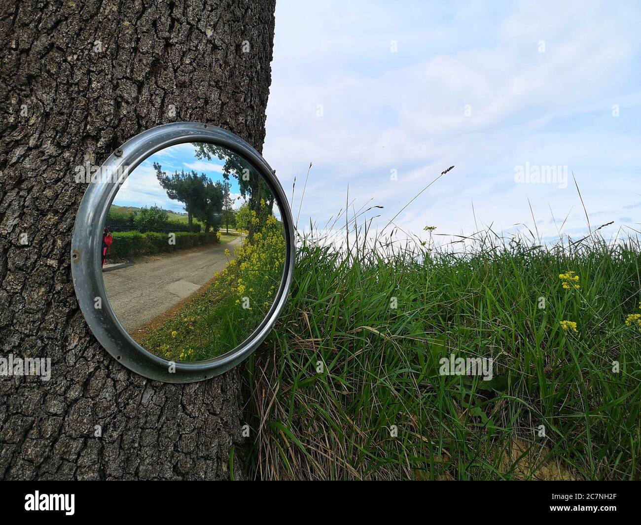 Round mirror attached on a tree trunk from the tree for road safety ...