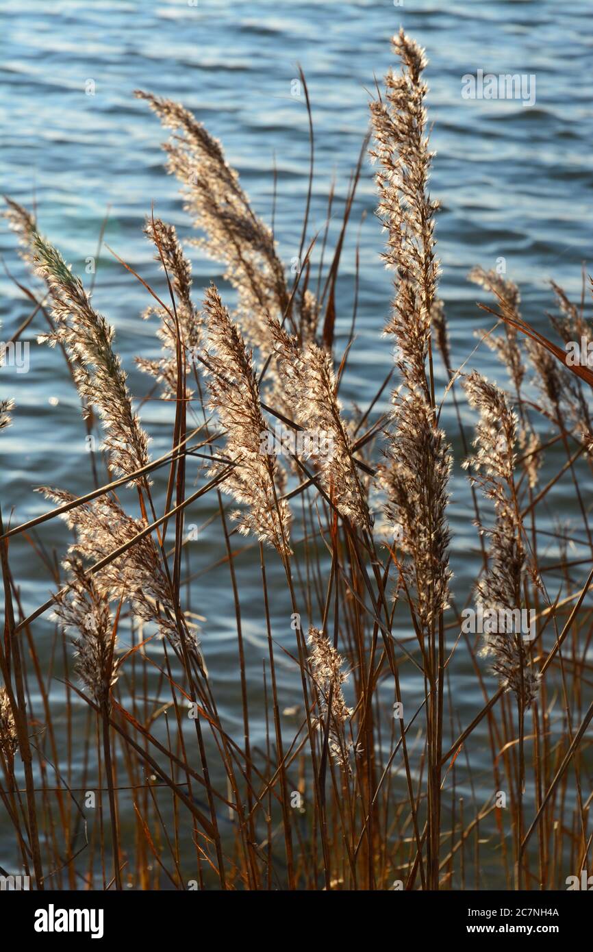 Vertical closeup of common reed with the lake on the background at ...