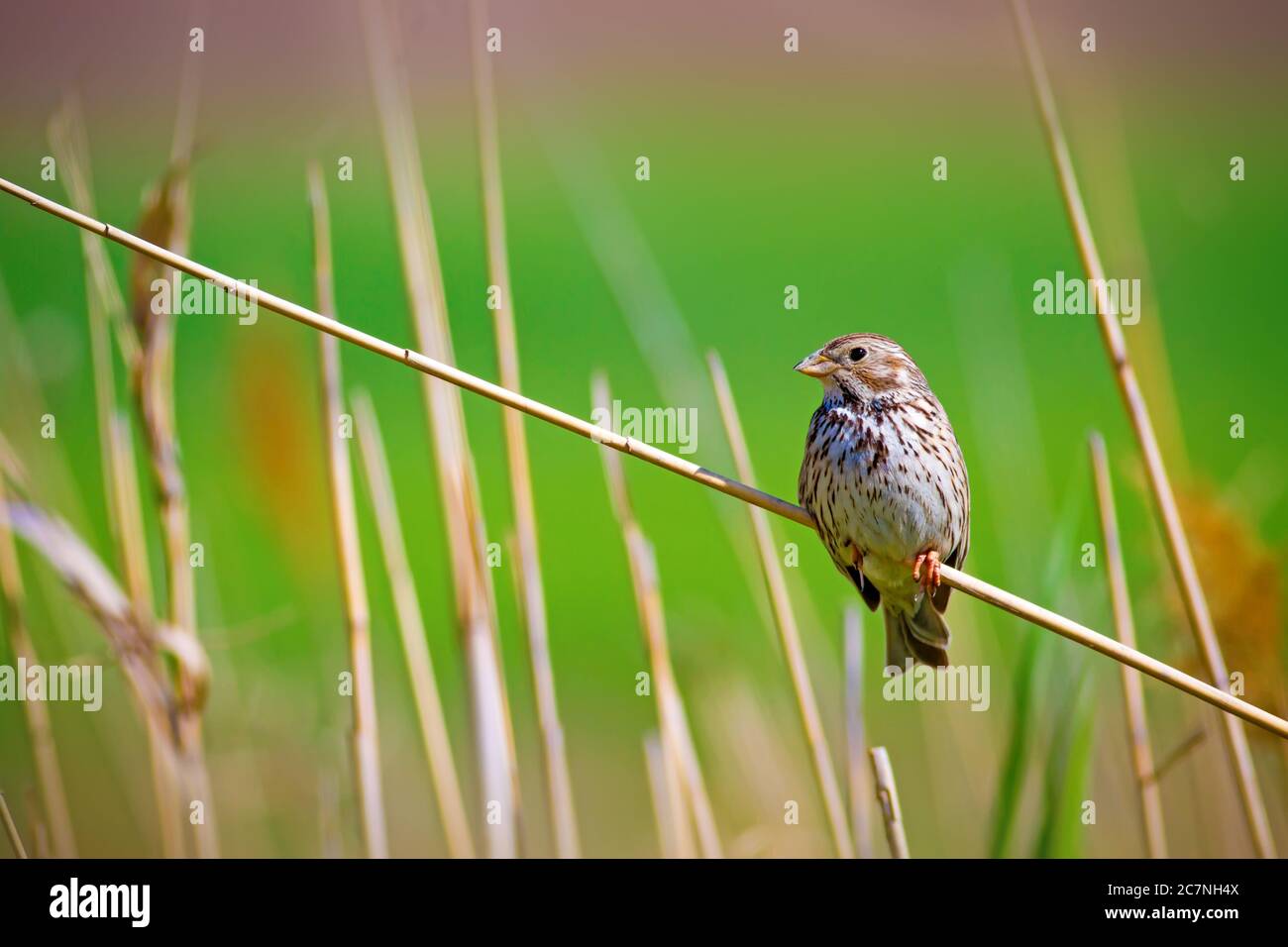 Nature and birds. Bird on branch. Nature background Stock Photo - Alamy