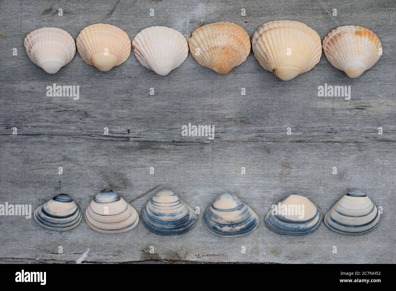 High angle top view shot of seashells arranged on a wooden surface ...