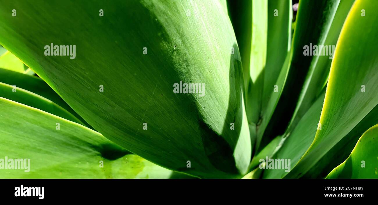 Agave sap plant hi-res stock photography and images - Alamy