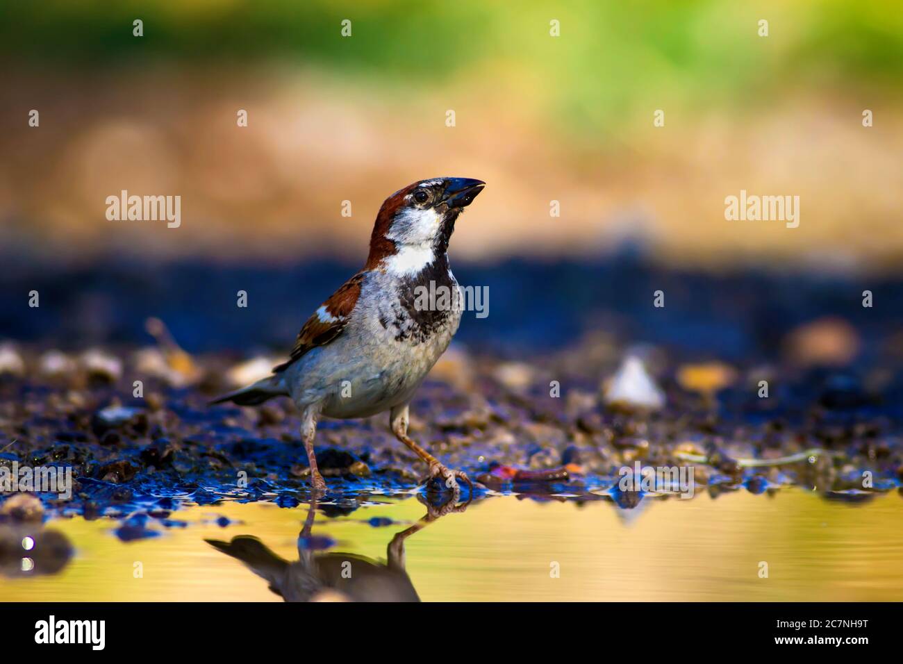 Water nature and birds.. Colorful nature background Stock Photo - Alamy