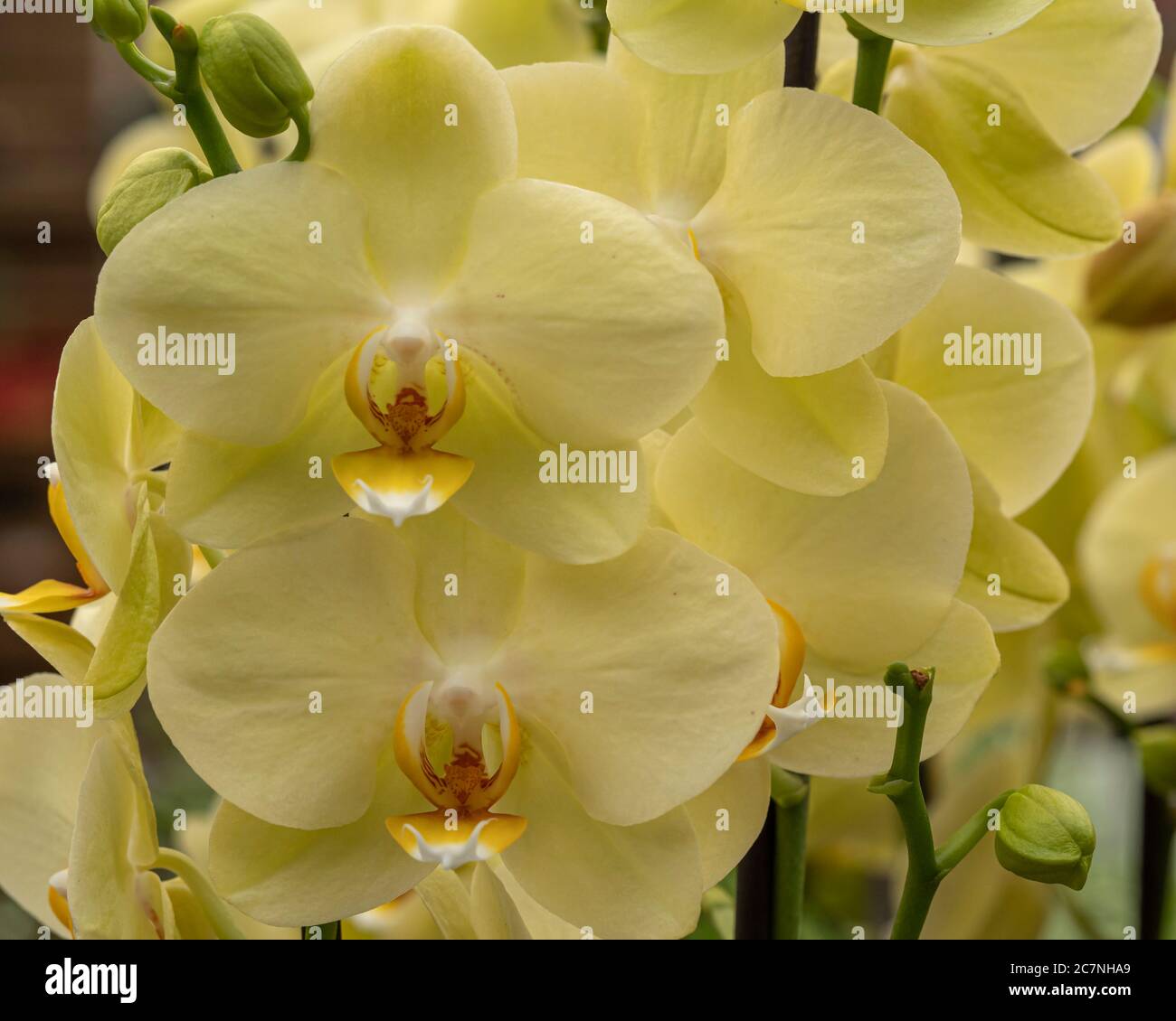 Closeup of pale yellow orchid blooms flowering on a plant Stock Photo ...
