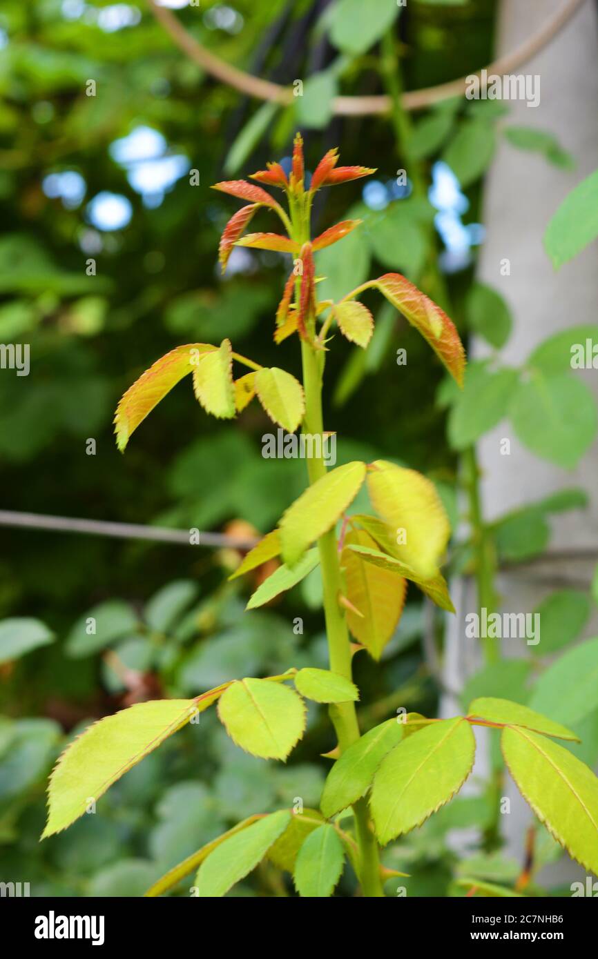 Mature rose hi-res stock photography and images - Alamy